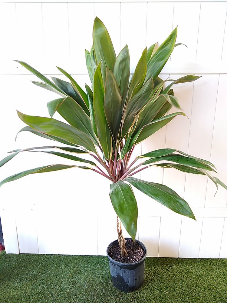 Cordyline fruticosa ‘Pink Diamond’, Ti Plant | PlantVine