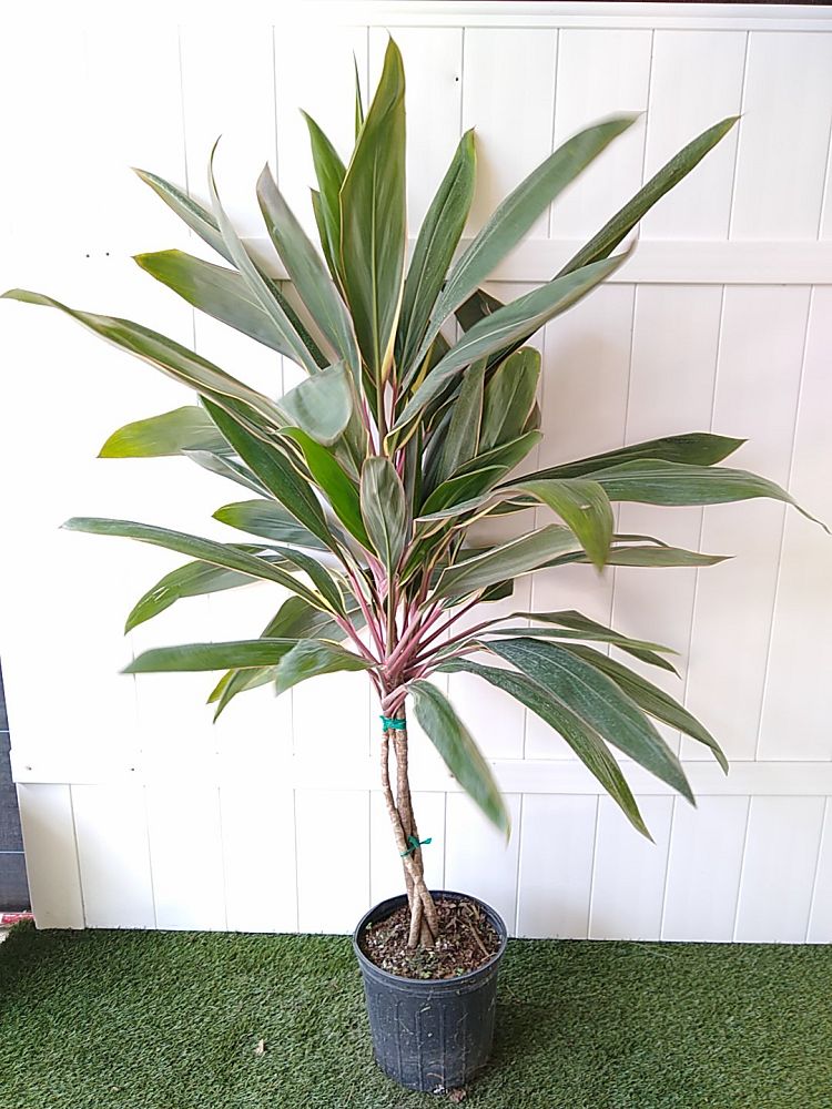 Cordyline fruticosa ‘Pink Diamond’, Ti Plant | PlantVine