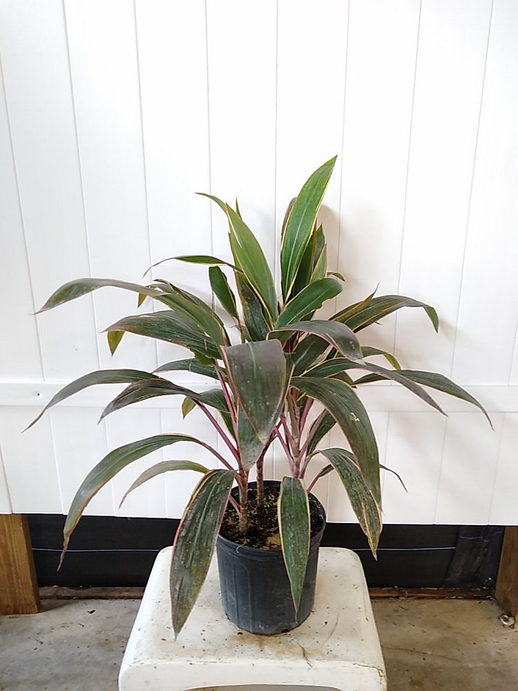 Cordyline fruticosa ‘Pink Diamond’, Ti Plant | PlantVine