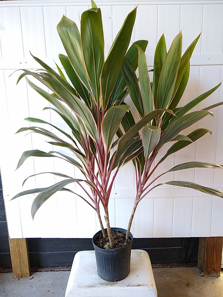 Cordyline fruticosa ‘Pink Diamond’, Ti Plant | PlantVine
