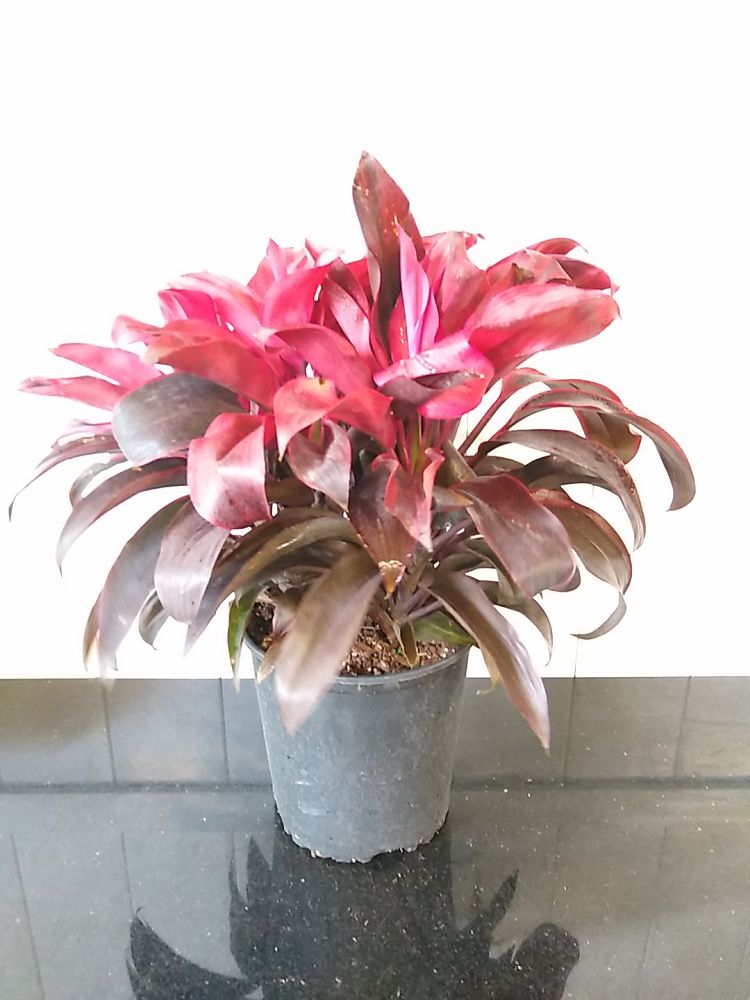 Cordyline fruticosa ‘Ruby’, Ti Plant | PlantVine