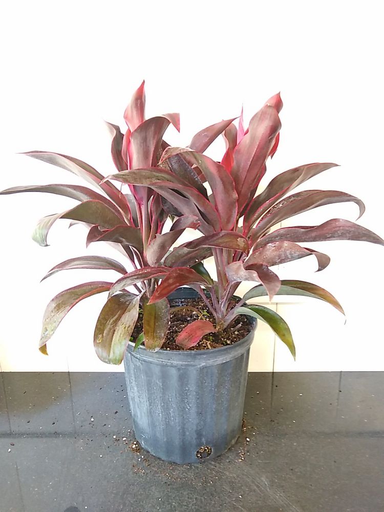 Cordyline fruticosa ‘Ruby’ | PlantVine
