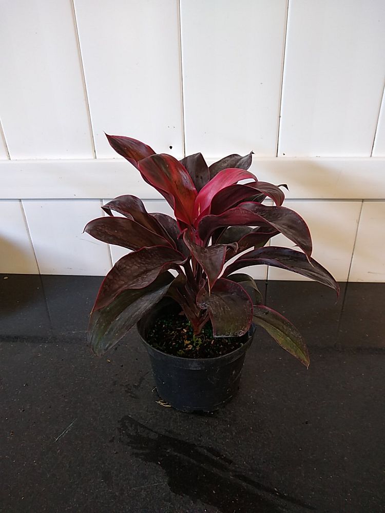 Cordyline fruticosa ‘Ruby’ | PlantVine