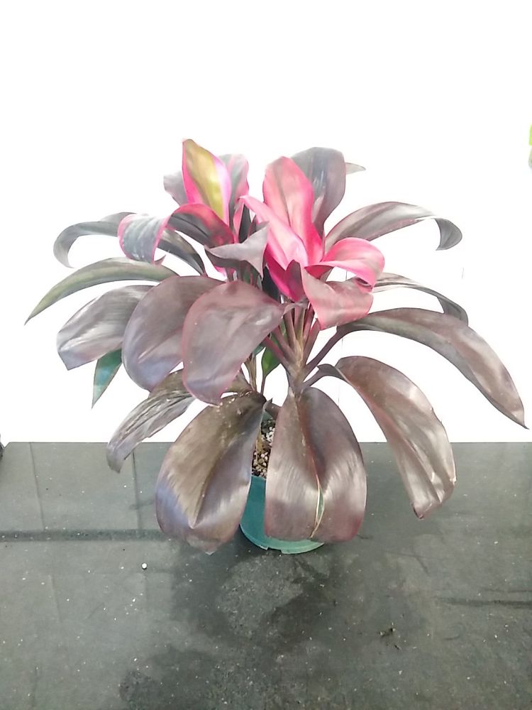 Cordyline fruticosa ‘Ruby’ | PlantVine