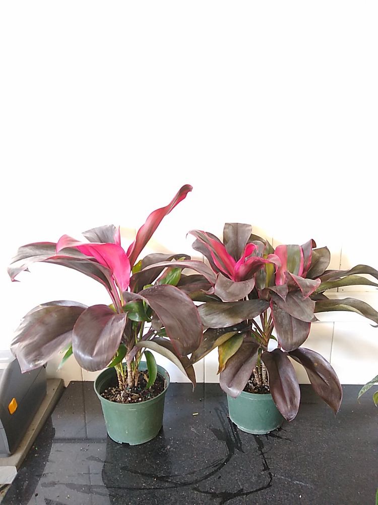 Cordyline fruticosa ‘Ruby’ | PlantVine