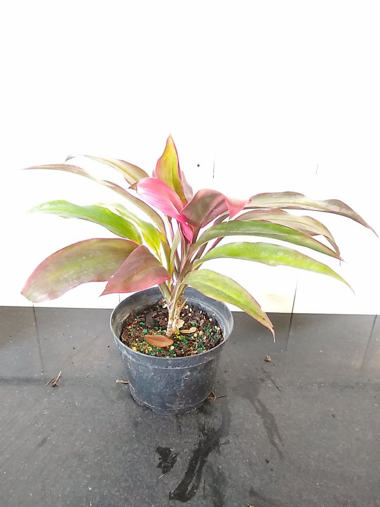 Cordyline fruticosa ‘Ruby’ | PlantVine