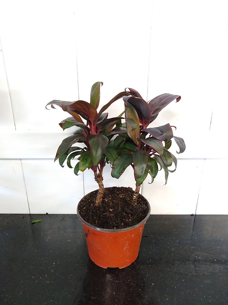 Cordyline fruticosa ‘Ruby’ | PlantVine