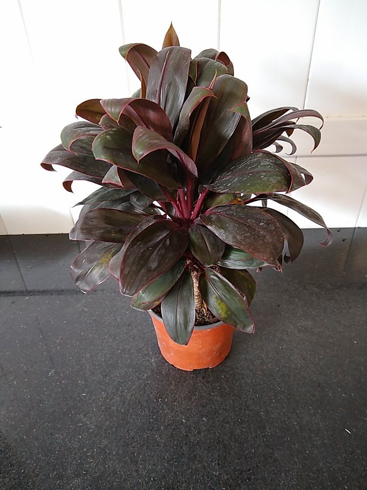 Cordyline fruticosa ‘Ruby’ | PlantVine