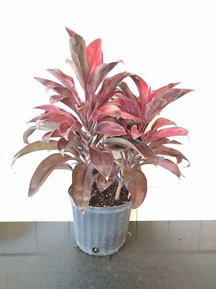 Cordyline fruticosa ‘Ruby’ | PlantVine