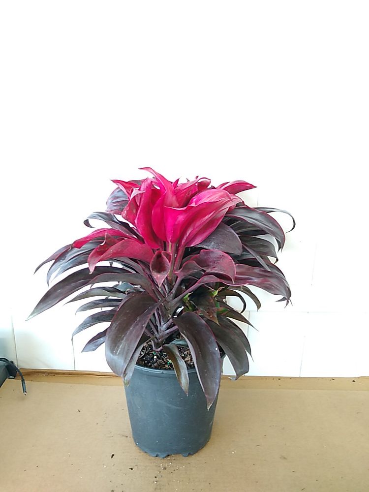 Cordyline fruticosa ‘Ruby’, Ti Plant | PlantVine