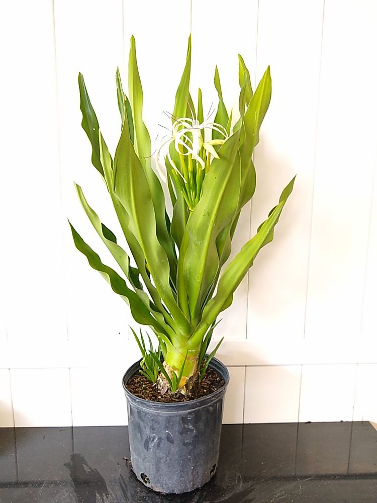 Crinum asiaticum, Crinum Lily, Tree Crinum | PlantVine