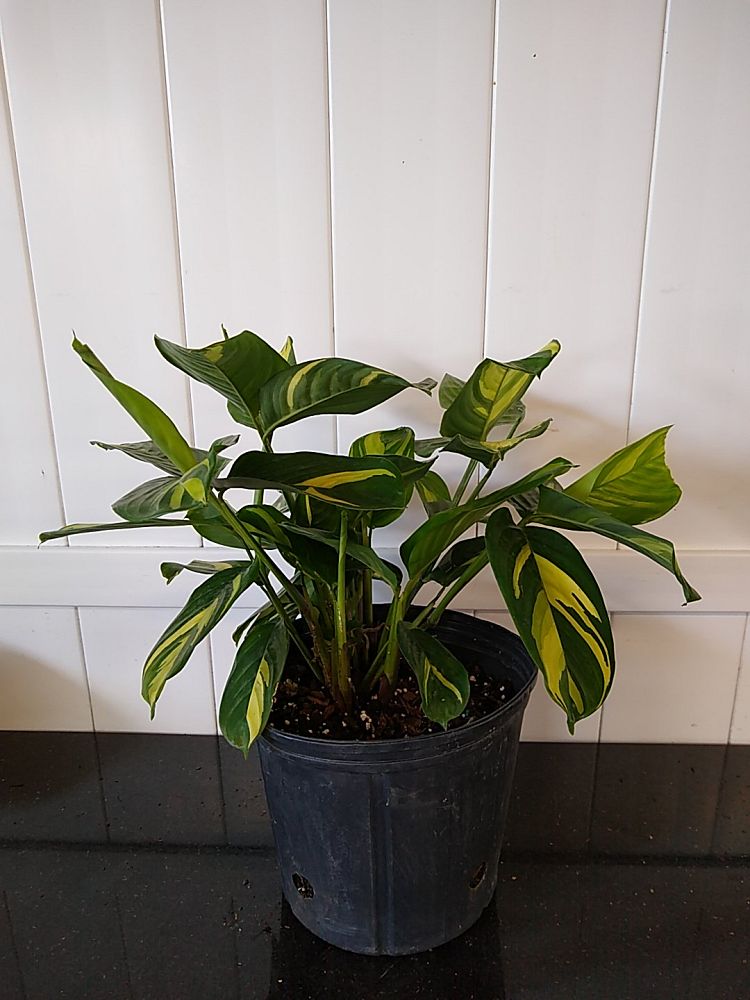 Ctenanthe lubbersiana, Stromanthe lubbersiana, Calathea lubbersii ...