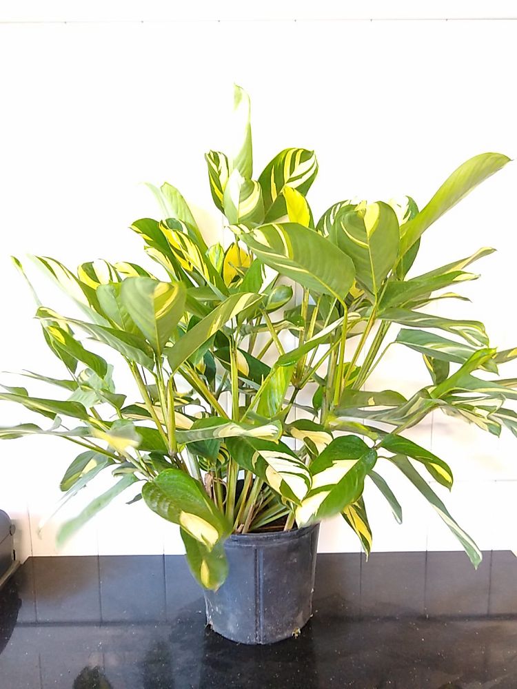 Ctenanthe lubbersiana, Stromanthe lubbersiana, Calathea lubbersii ...