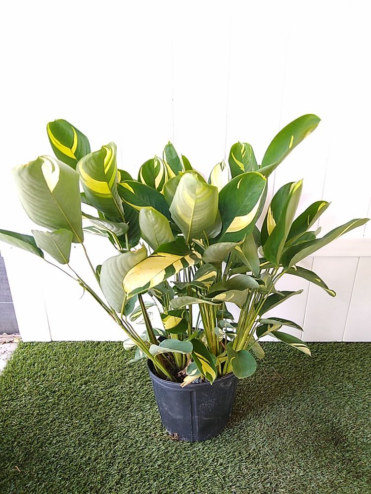 Ctenanthe lubbersiana, Stromanthe lubbersiana, Calathea lubbersii ...