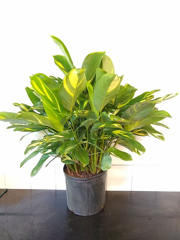 Ctenanthe lubbersiana, Stromanthe lubbersiana, Calathea lubbersii ...