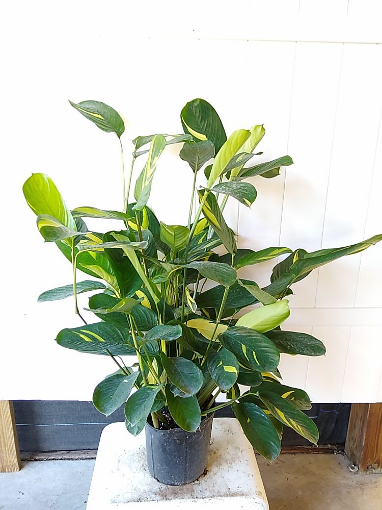 Ctenanthe lubbersiana, Stromanthe lubbersiana, Calathea lubbersii ...