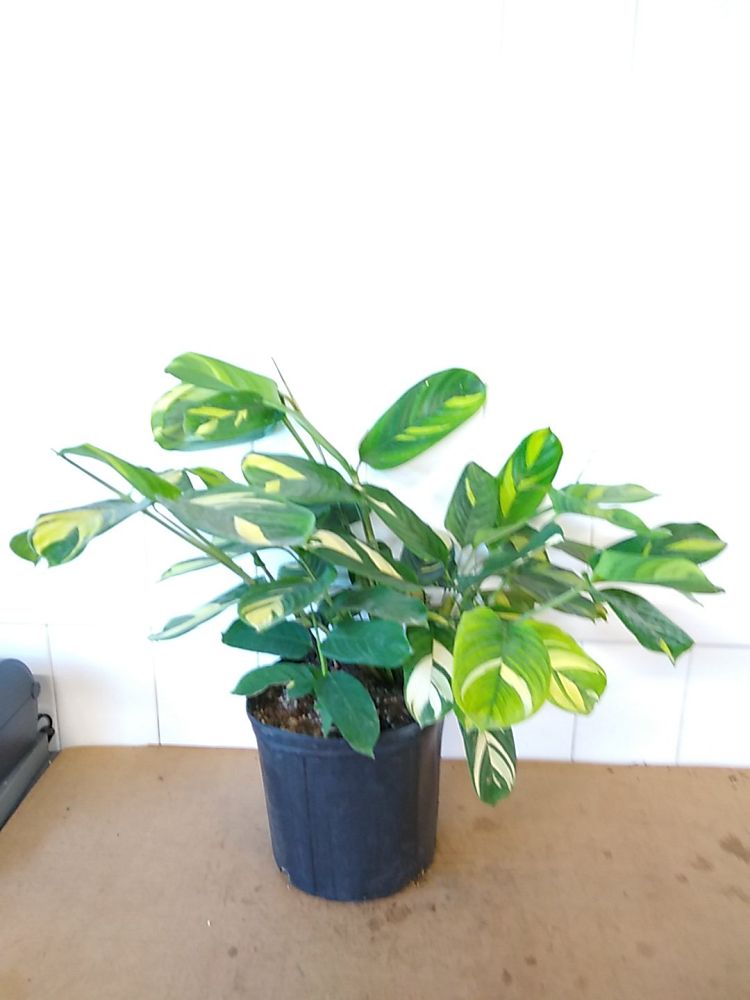 Ctenanthe lubbersiana, Stromanthe lubbersiana, Calathea lubbersii ...