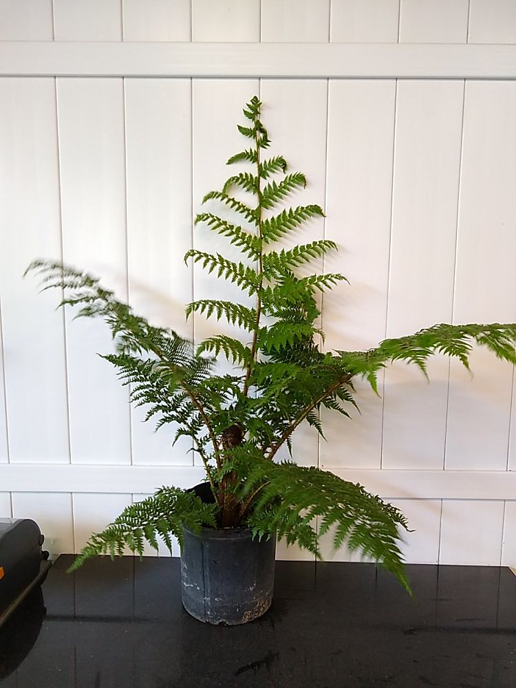 Buy Australian Tree Fern, Cyathea Cooperi Online | PlantVine