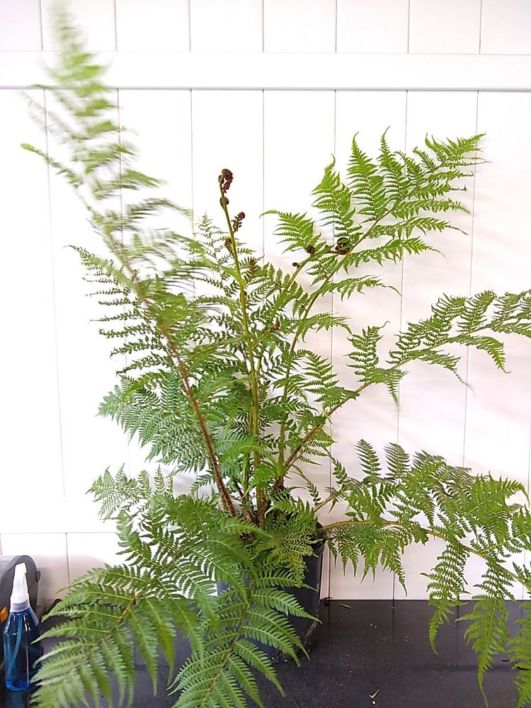 Buy Australian Tree Fern, Cyathea Cooperi Online | PlantVine