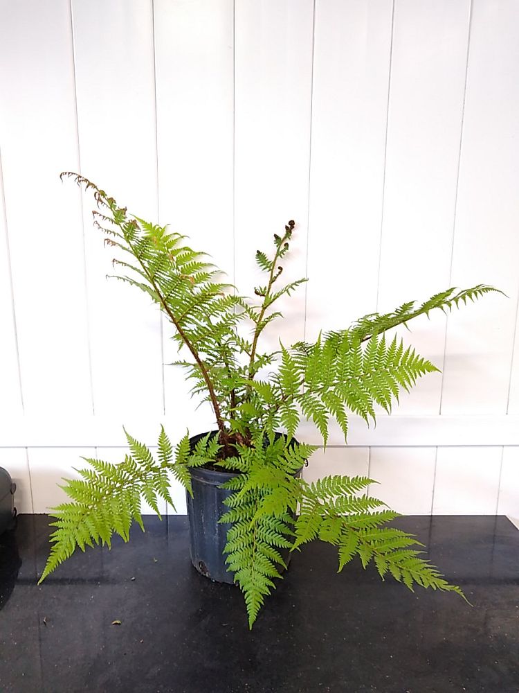 Buy Australian Tree Fern, Cyathea Cooperi Online | PlantVine