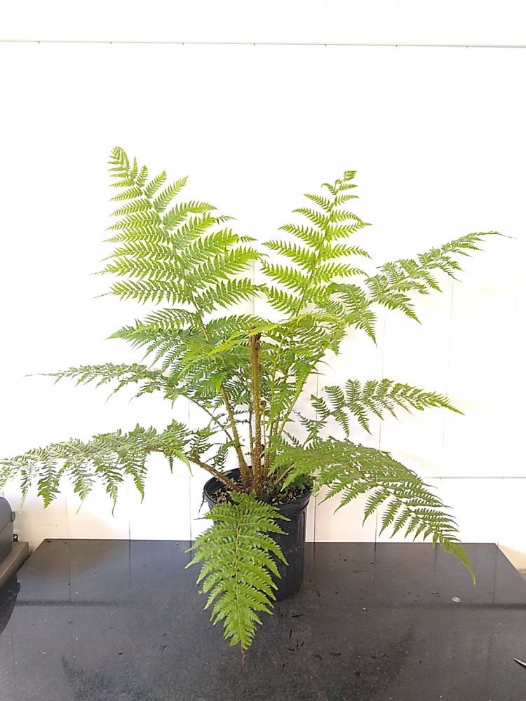 Buy Australian Tree Fern, Cyathea Cooperi Online | PlantVine
