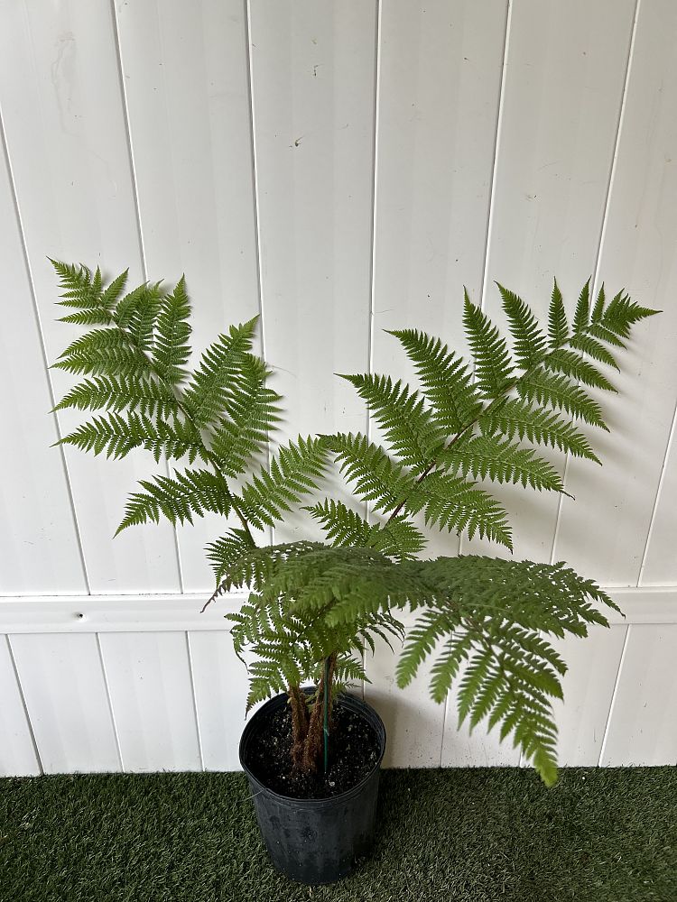 Buy Australian Tree Fern, Cyathea Cooperi Online | PlantVine