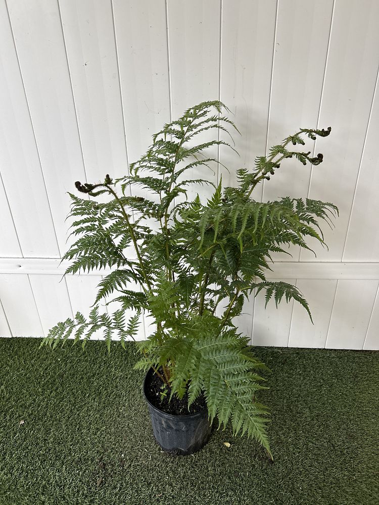 Buy Australian Tree Fern, Cyathea Cooperi Online | PlantVine