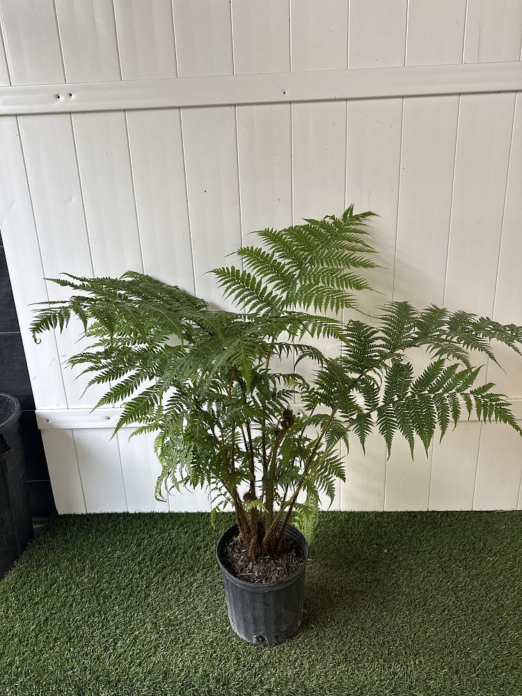 Buy Australian Tree Fern, Cyathea Cooperi Online | PlantVine