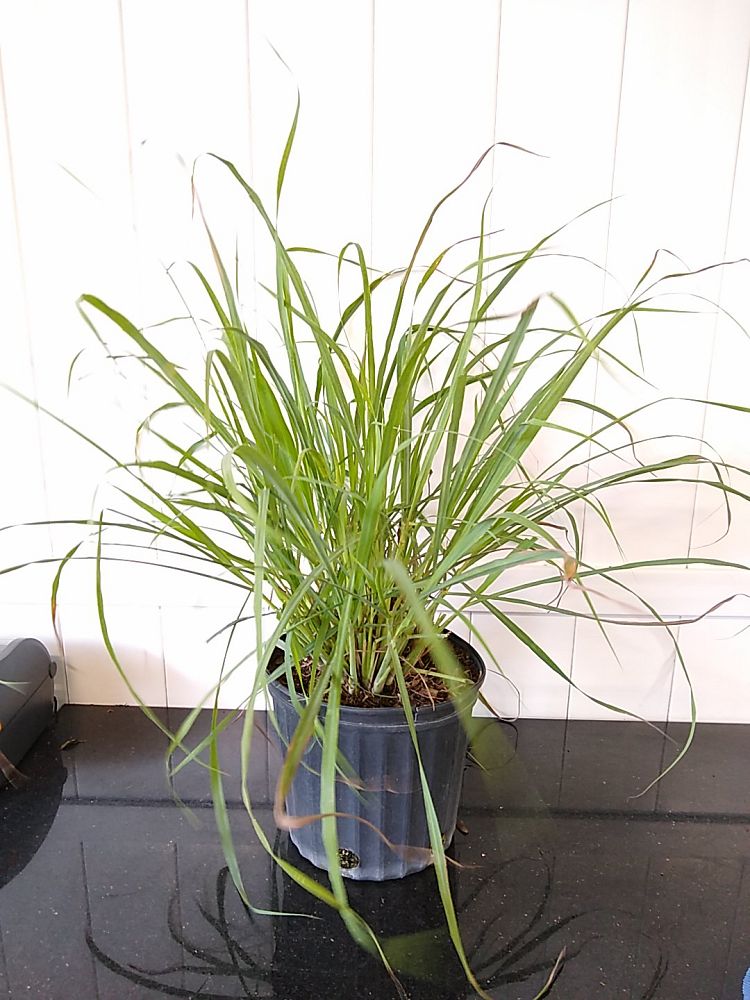 Cymbopogon citratus, Lemongrass | PlantVine