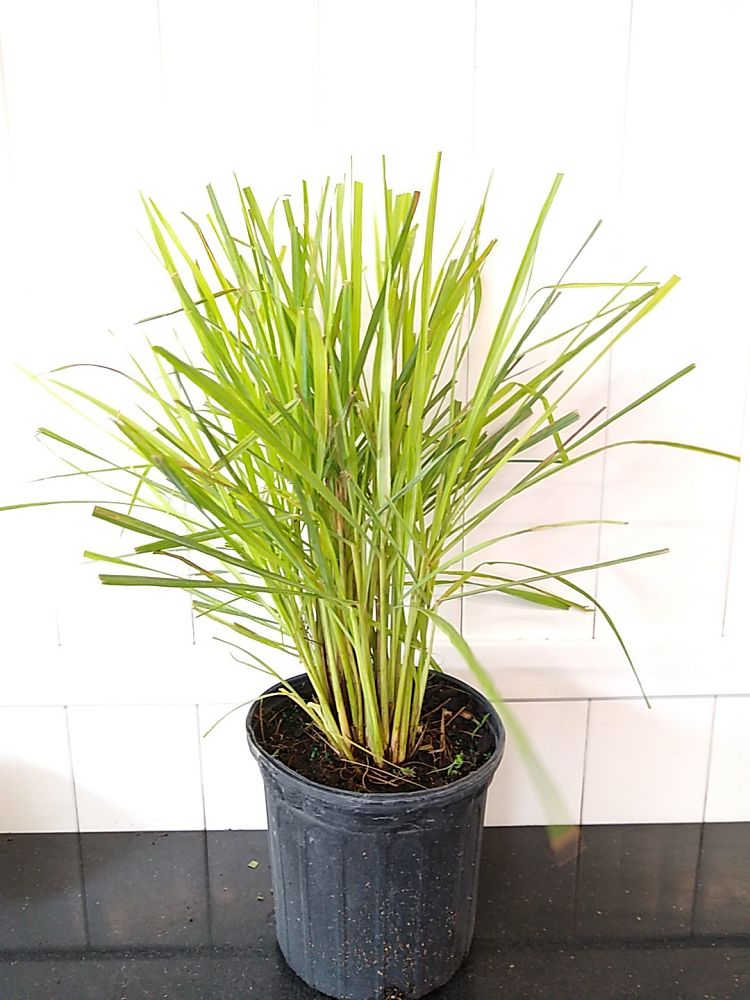 Cymbopogon citratus, Lemongrass | PlantVine