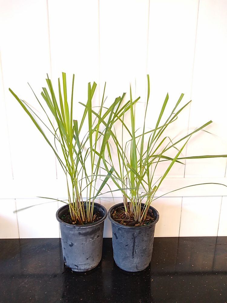Cymbopogon citratus, Lemongrass | PlantVine