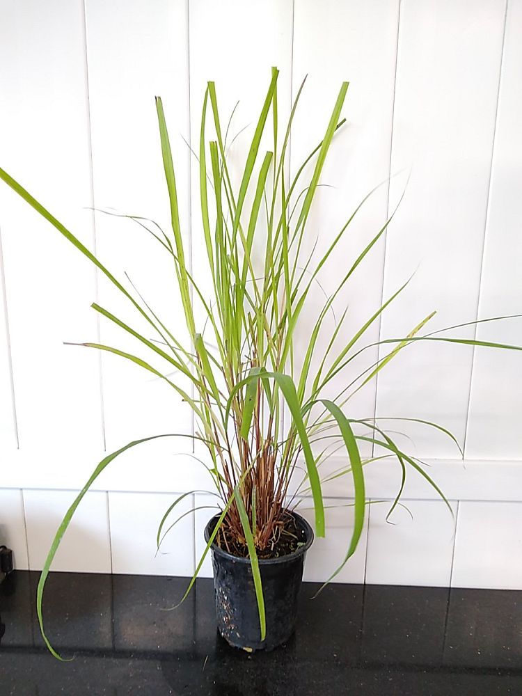 Cymbopogon citratus, Lemongrass | PlantVine