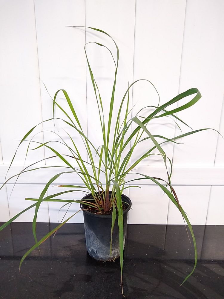 Cymbopogon citratus, Lemongrass | PlantVine
