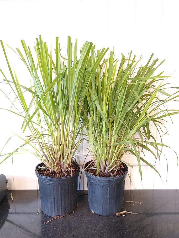Cymbopogon citratus, Lemongrass | PlantVine