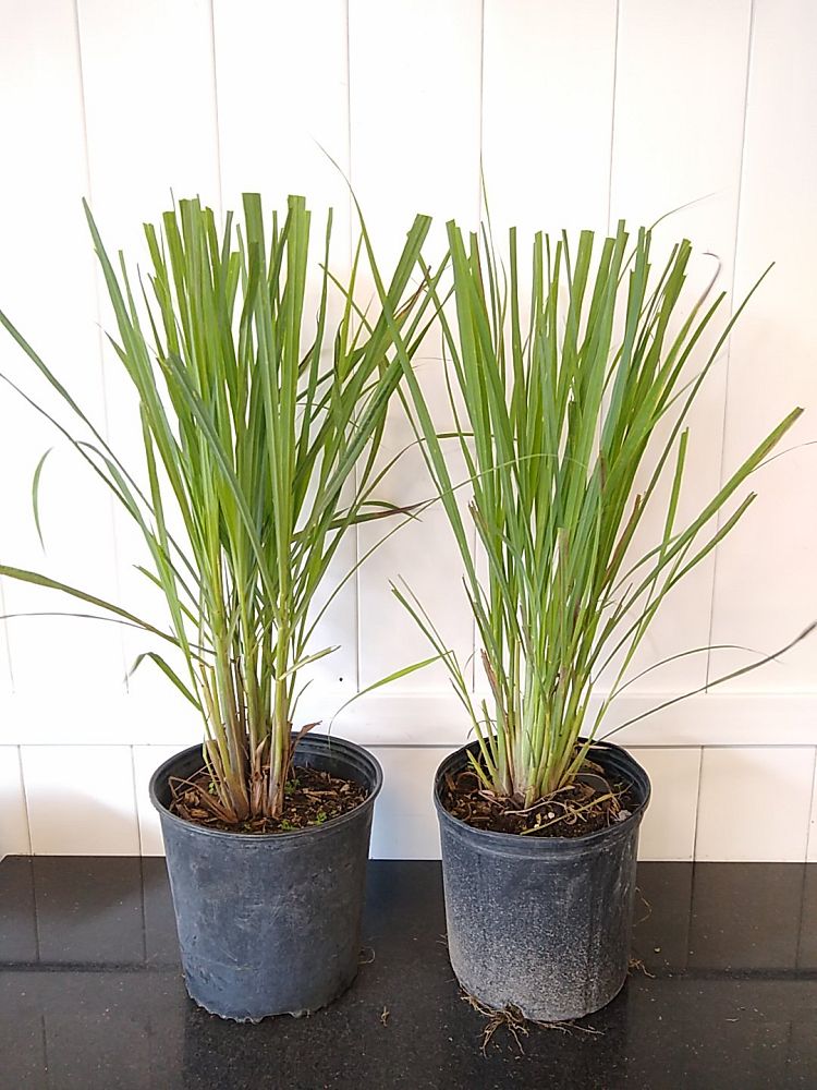 Cymbopogon citratus, Lemongrass | PlantVine