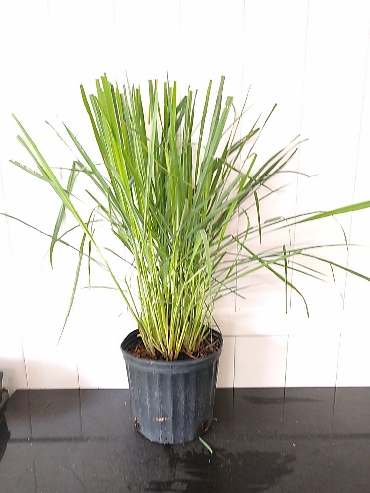 Cymbopogon citratus, Lemongrass | PlantVine
