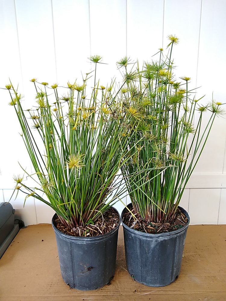 Cyperus isocladus, Cyperus papyrus ‘Nanus’, Dwarf Papyrus | PlantVine
