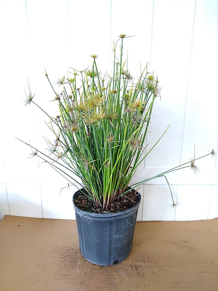 Cyperus isocladus, Cyperus papyrus ‘Nanus’, Dwarf Papyrus | PlantVine