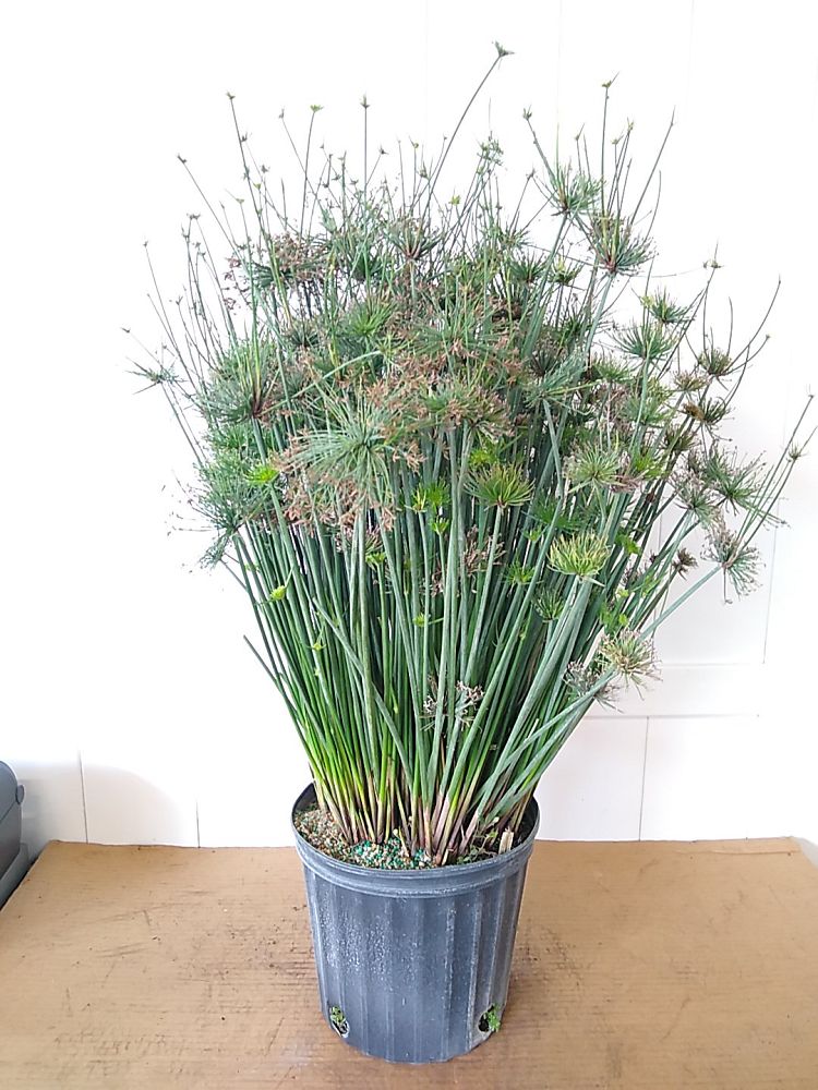 Cyperus isocladus, Cyperus papyrus ‘Nanus’, Dwarf Papyrus | PlantVine