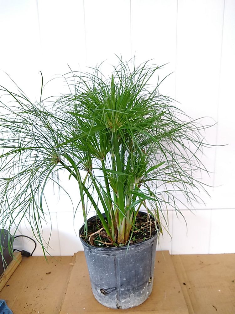 Cyperus isocladus, Cyperus papyrus ‘Nanus’, Dwarf Papyrus | PlantVine