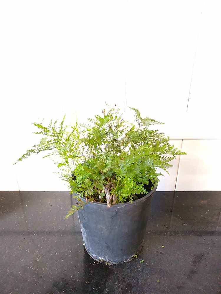 Rabbit’s Foot Fern, Davallia fejeensis | PlantVine