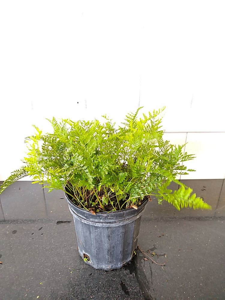 Rabbit’s Foot Fern, Davallia fejeensis | PlantVine