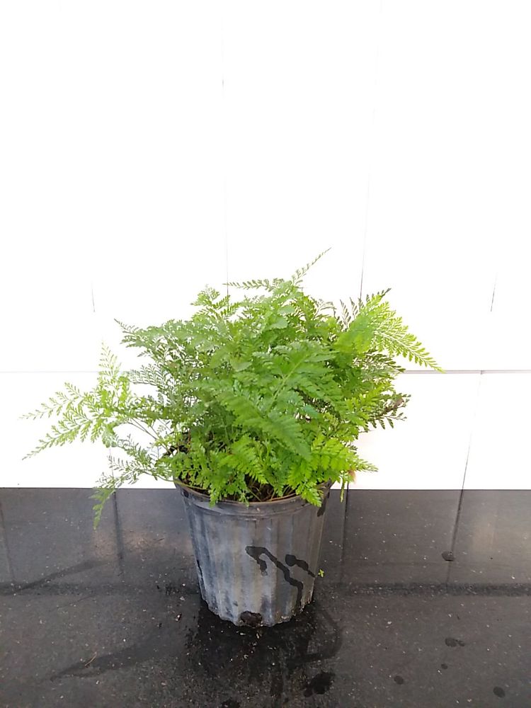 Rabbit’s Foot Fern, Davallia fejeensis | PlantVine
