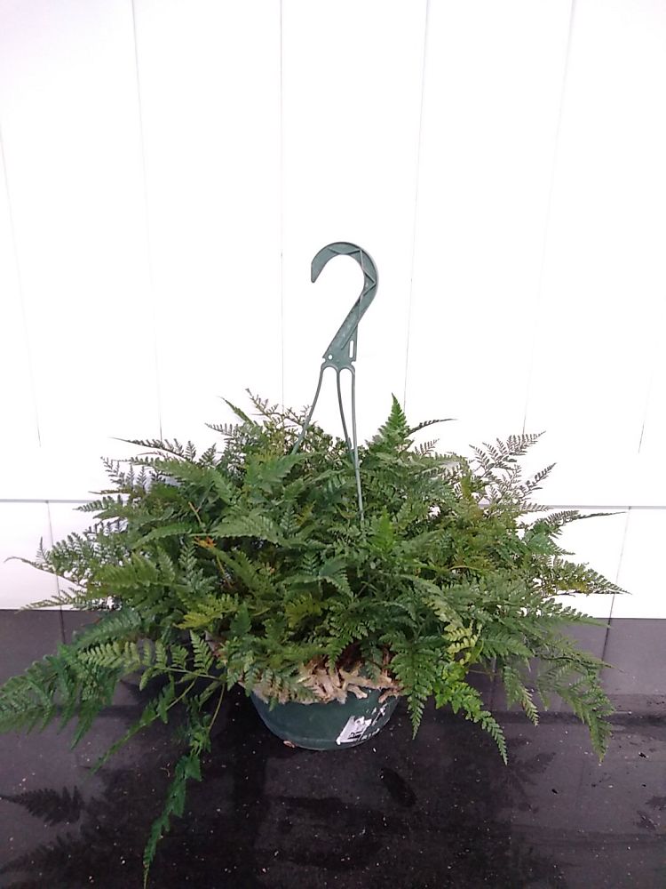 Rabbit’s Foot Fern, Davallia fejeensis | PlantVine