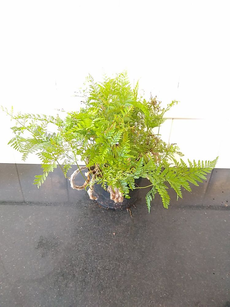 Rabbit’s Foot Fern, Davallia fejeensis | PlantVine