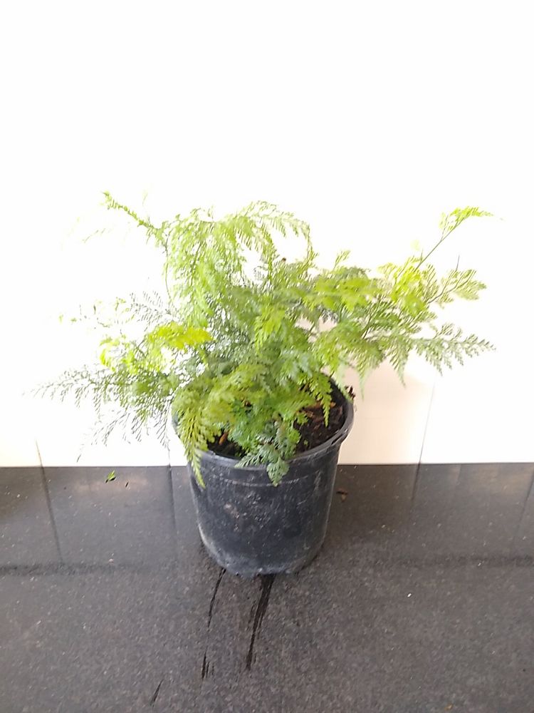 Rabbit’s Foot Fern, Davallia fejeensis | PlantVine