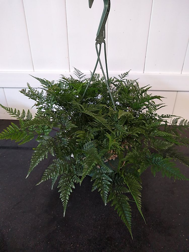 Rabbit’s Foot Fern, Davallia fejeensis | PlantVine