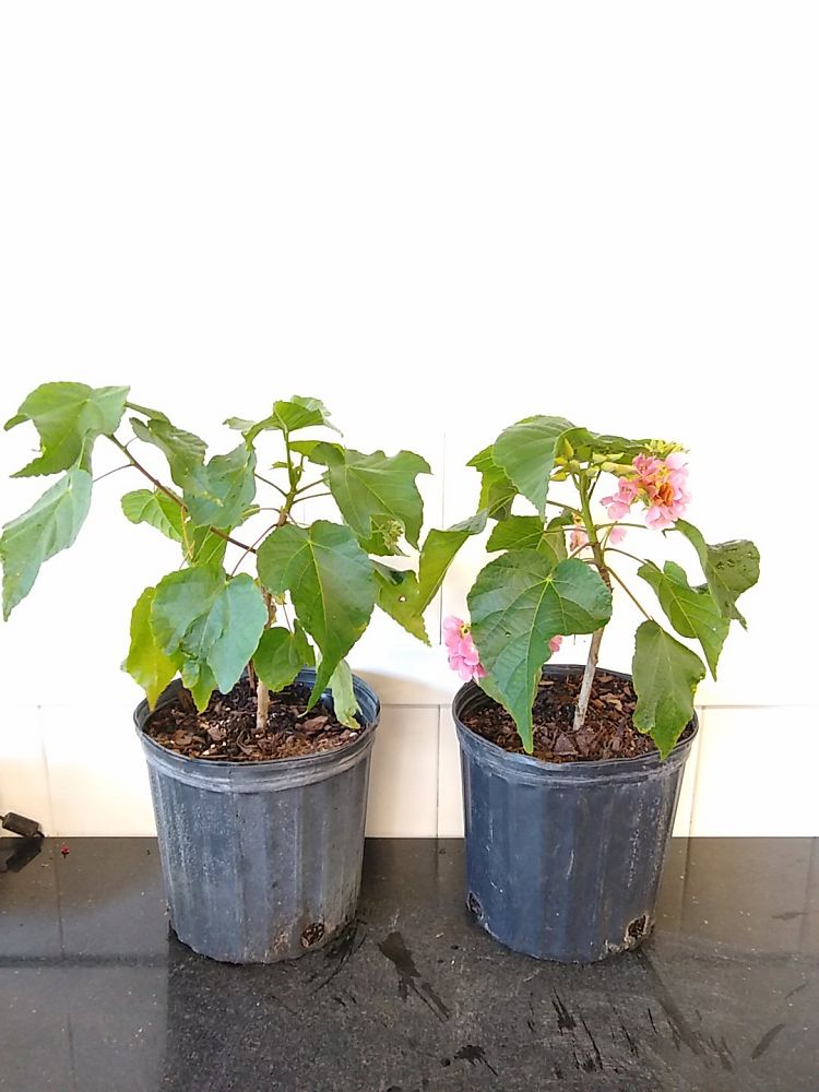 Dombeya x ‘Seminole’ | PlantVine