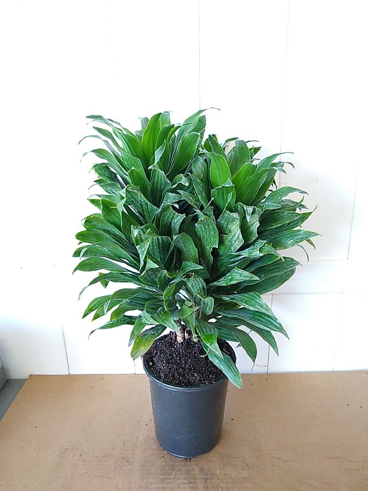 Dracaena Fragrans ‘Janet Craig Compacta’ | PlantVine