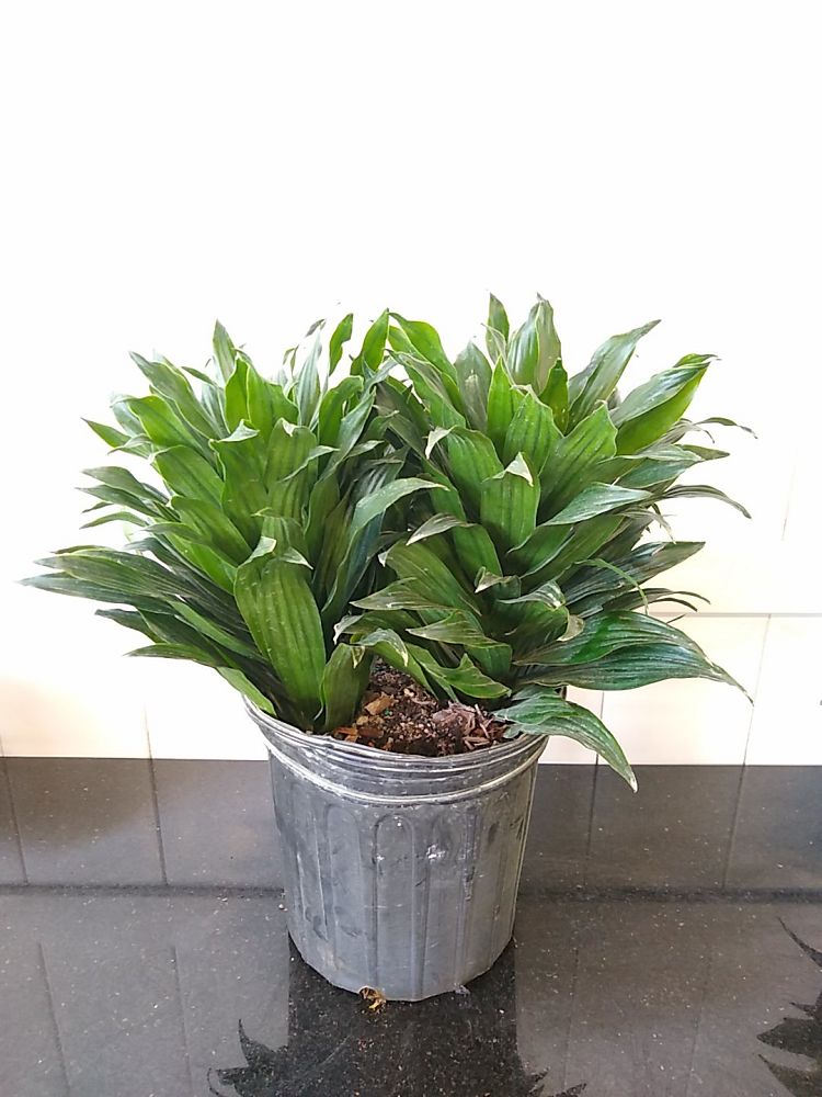 Dracaena Fragrans ‘Janet Craig Compacta’ | PlantVine